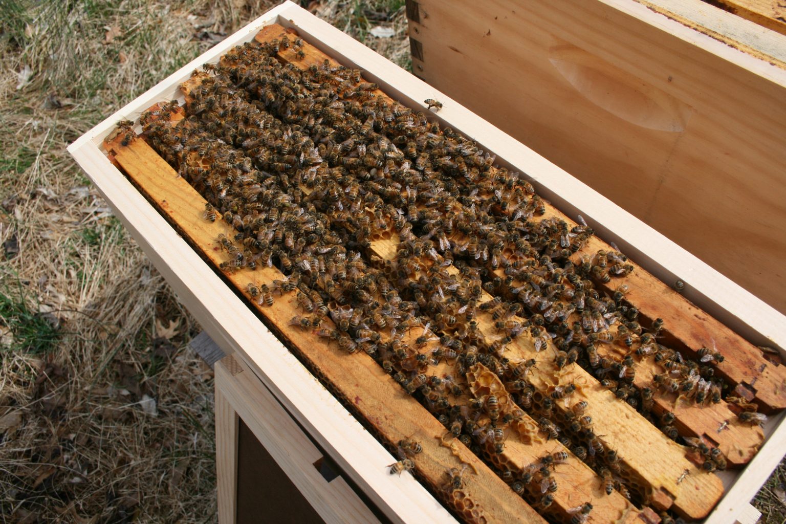 Growing Your Apiary: All About Splitting a Hive - Backyard Beekeeping
